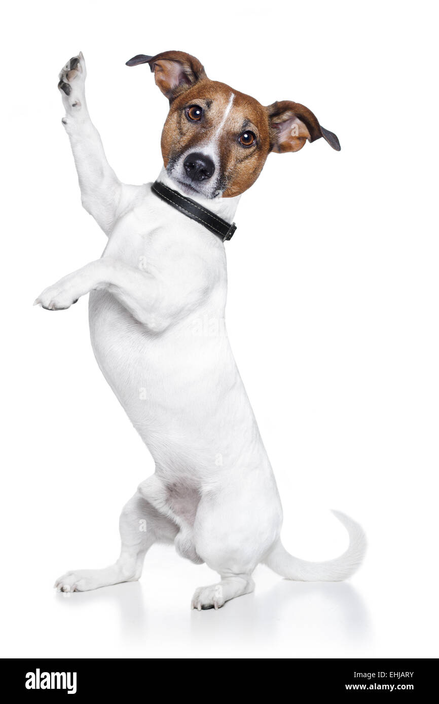 Animal high five hi-res stock photography and images - Alamy