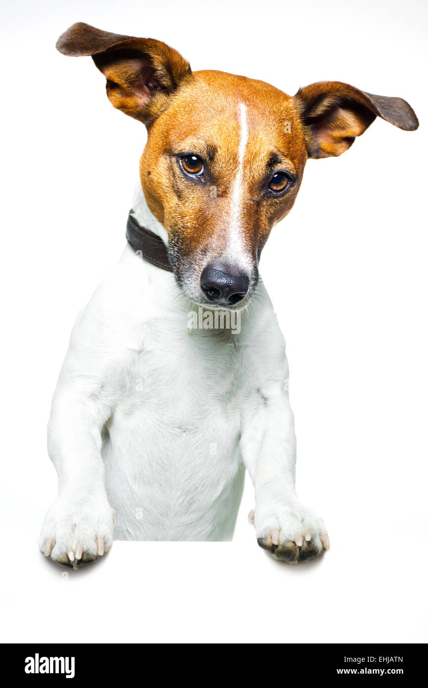 Dog Banner Placeholder High Resolution Stock Photography and Images - Alamy