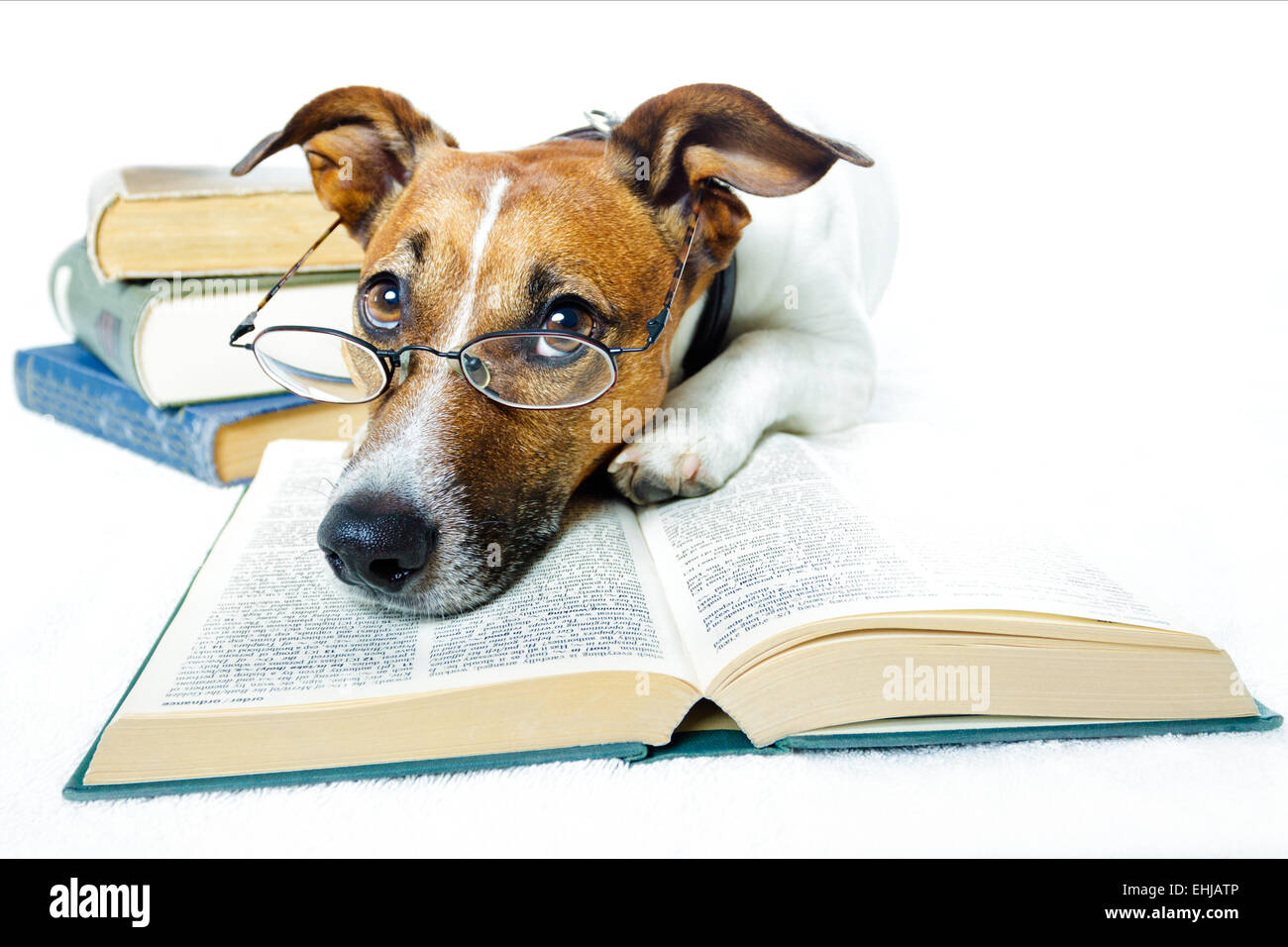dog reading book Stock Photo - Alamy