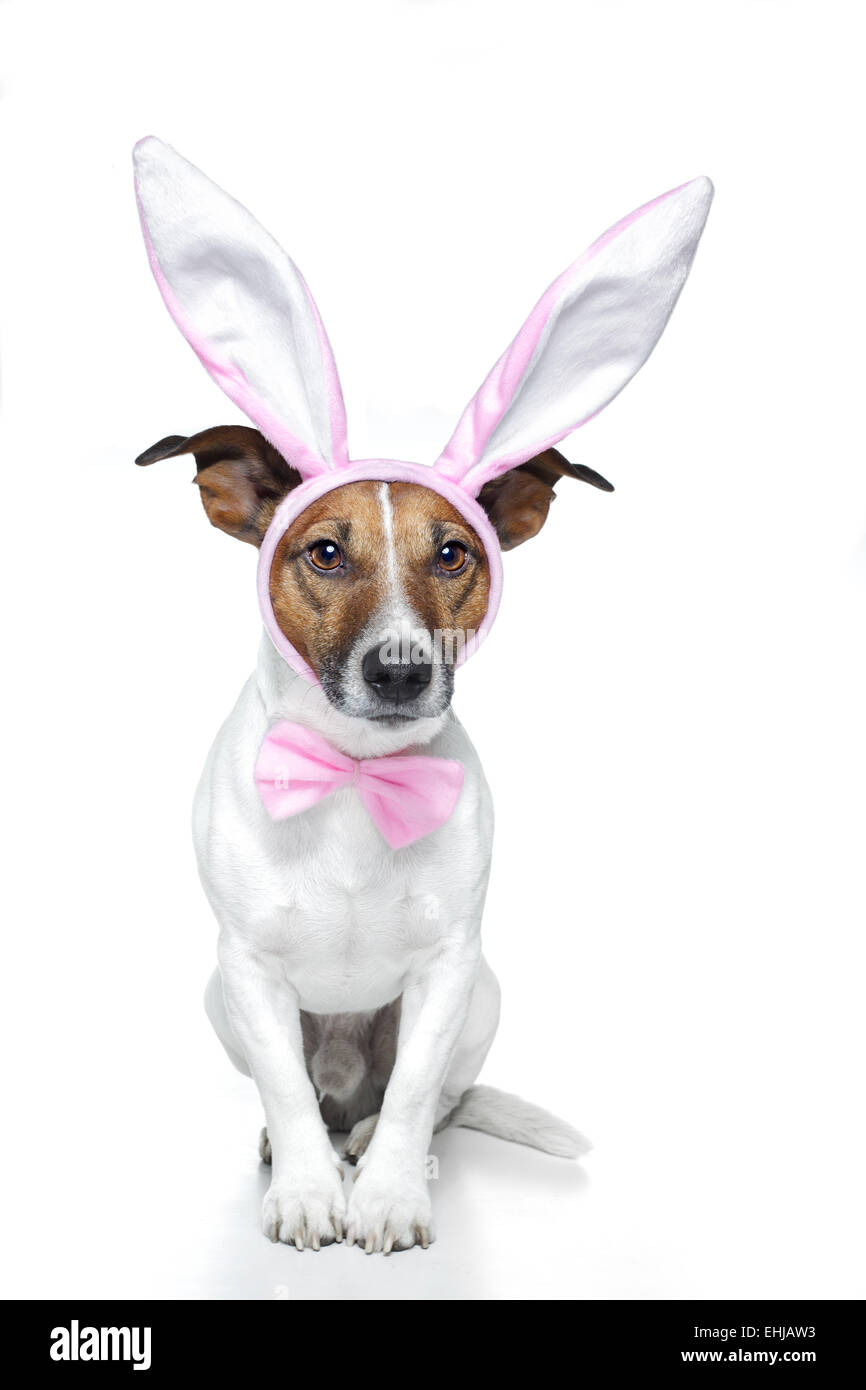 Bunny and dog hi-res stock photography and images - Alamy