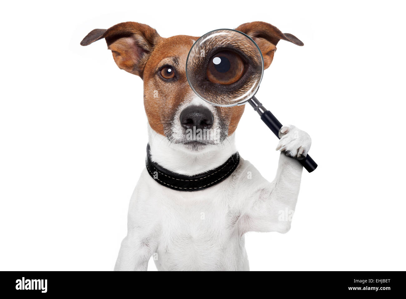 searching dog with magnifying glass Stock Photo - Alamy