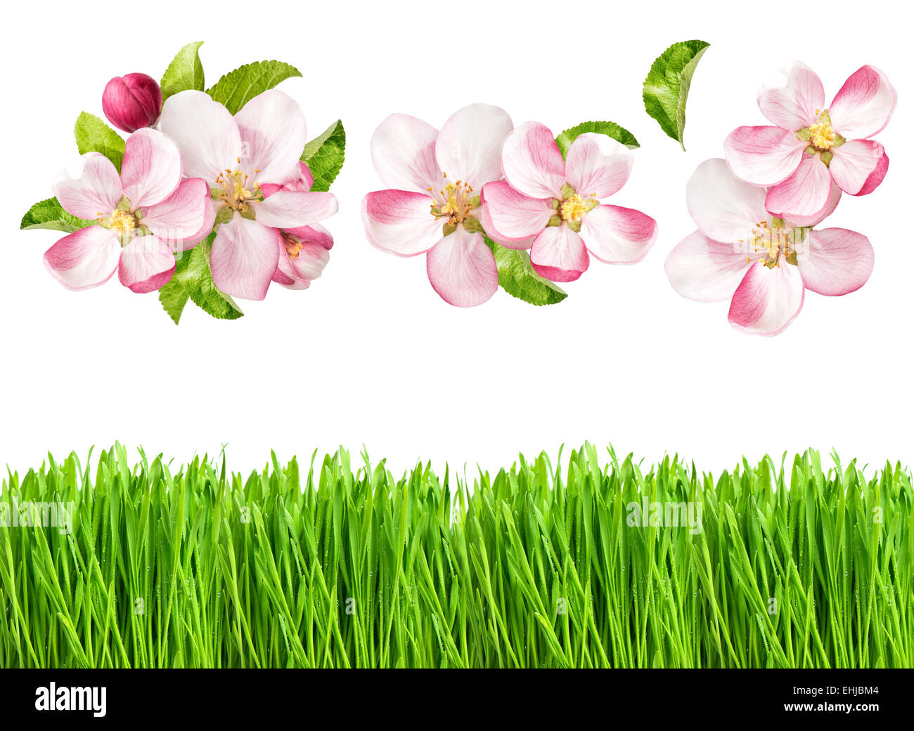 Spring nature objects. Apple tree blossoms and fresh green grass with ...