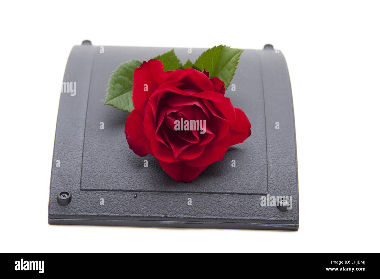 Stander flower hi-res stock photography and images - Alamy