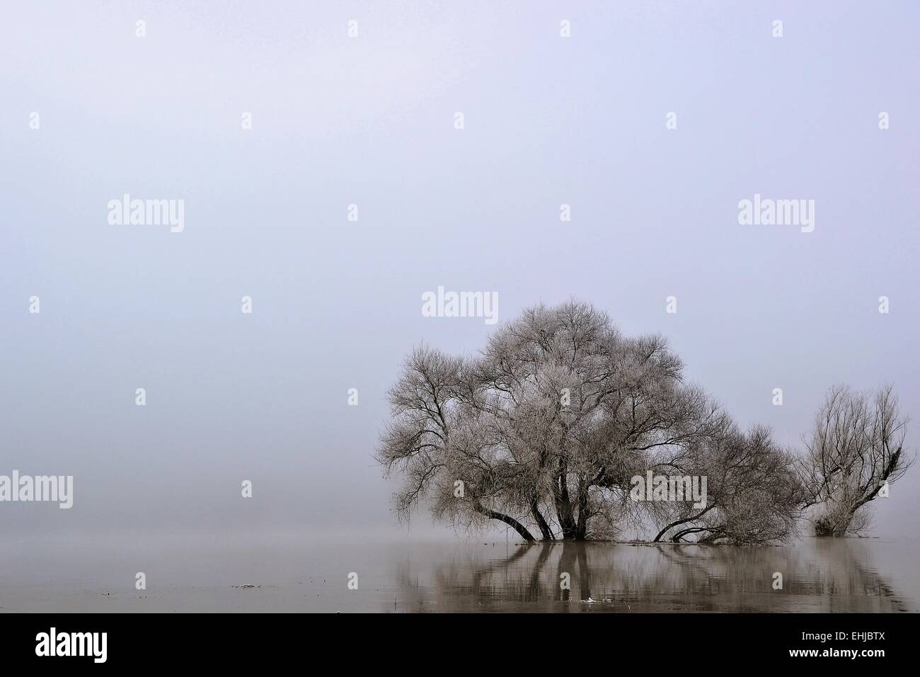 River landscape with trees at high tide Stock Photo - Alamy