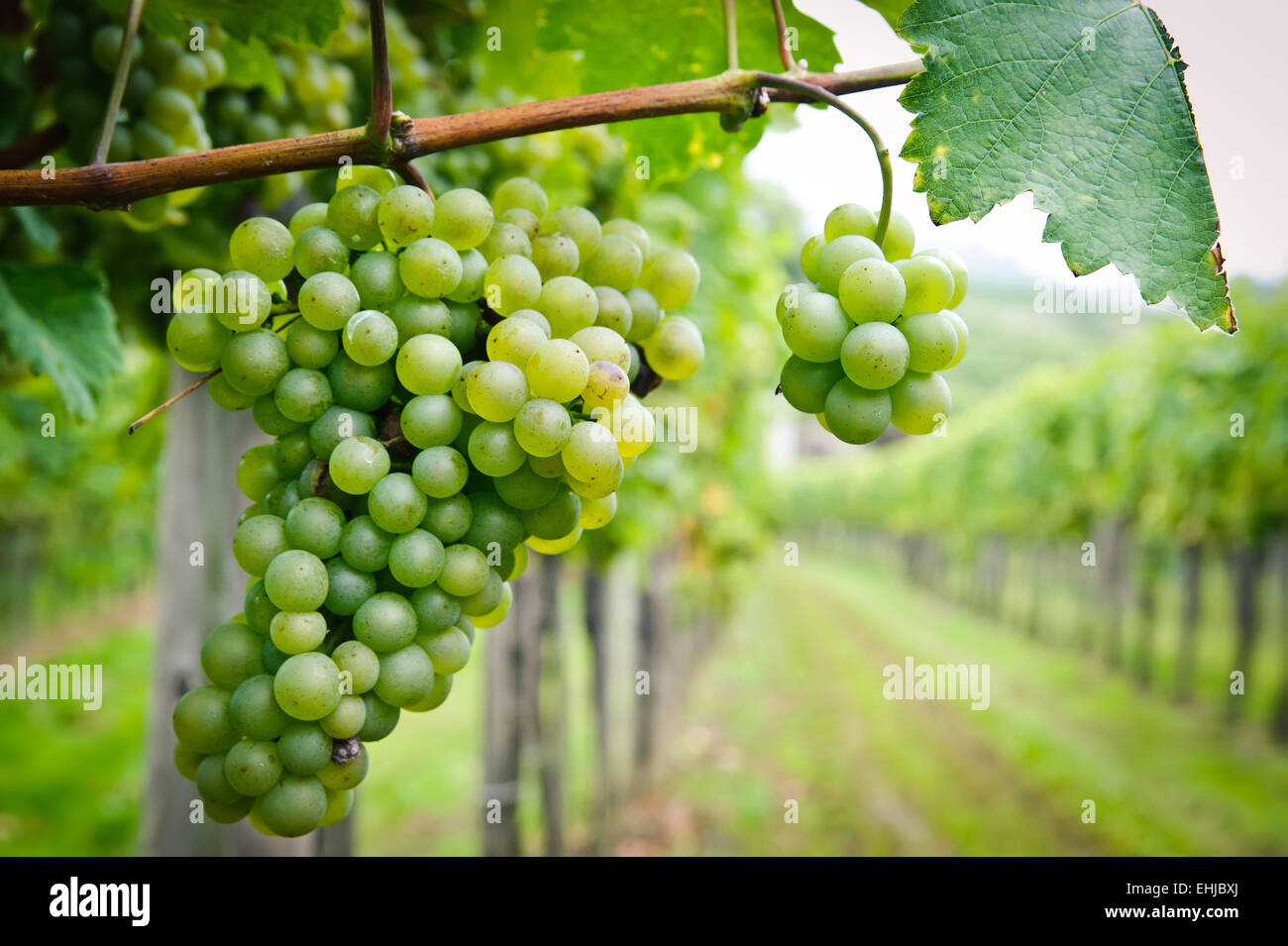 White Grapes Vineyard