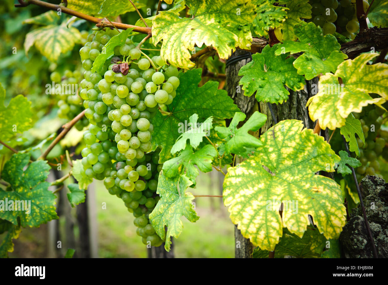 Bunch of grapes on a branch hi-res stock photography and images - Alamy