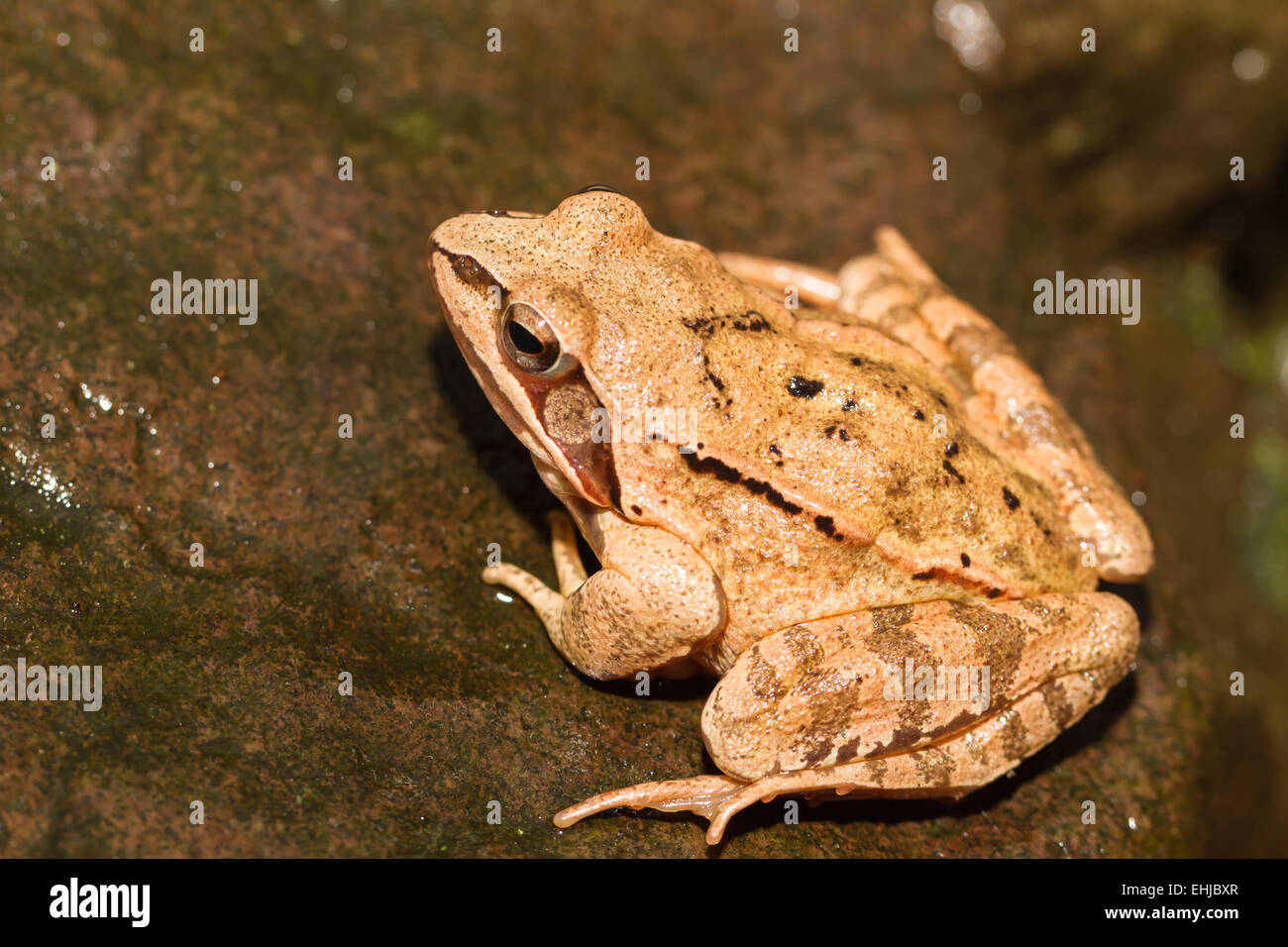 Frog skin close up hi-res stock photography and images - Alamy
