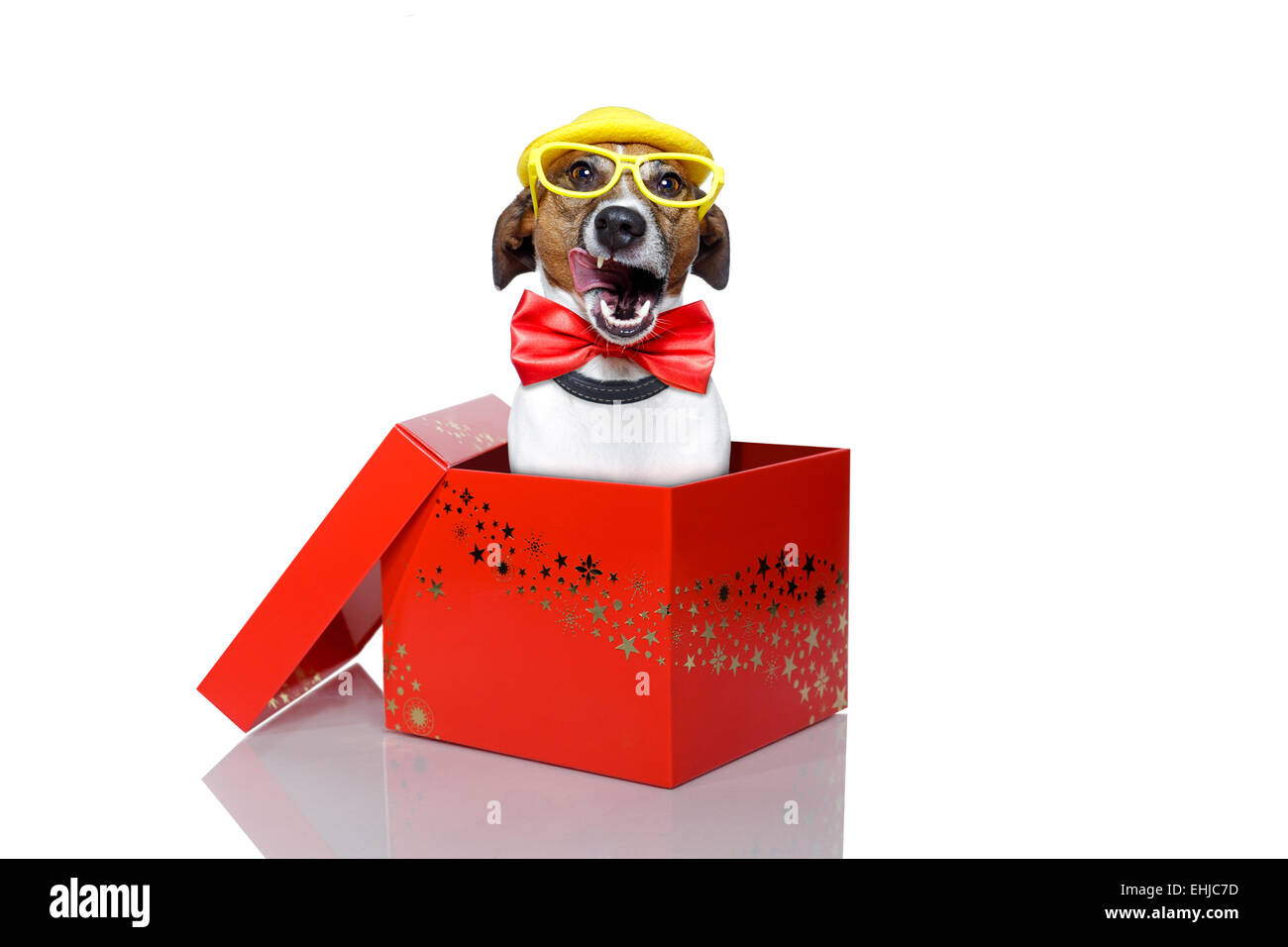 christmas box dog Stock Photo - Alamy