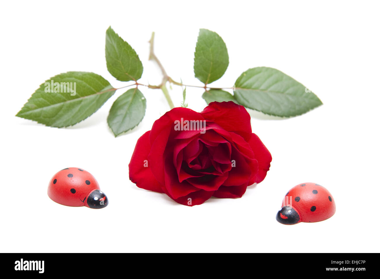 Red rose and ladybug Stock Photo - Alamy