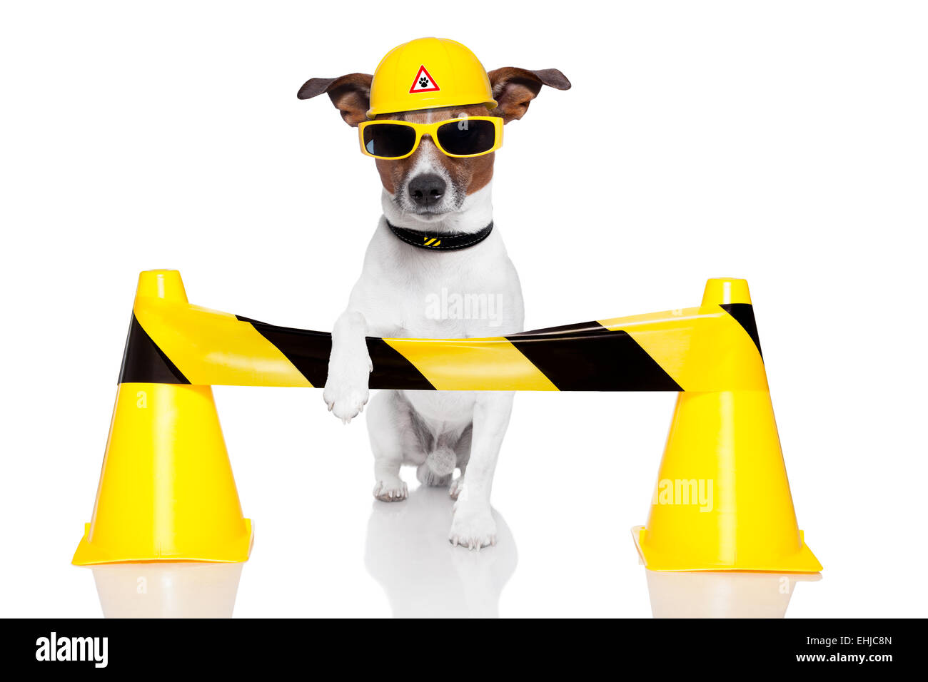 dog under construction Stock Photo - Alamy
