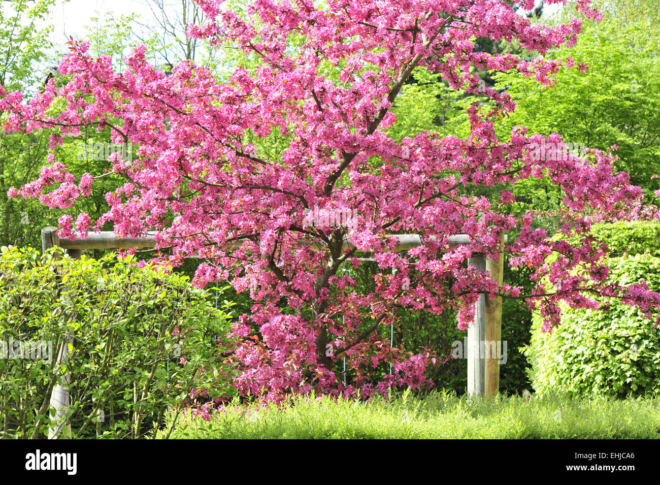 Tree full of red flowers Stock Photo - Alamy