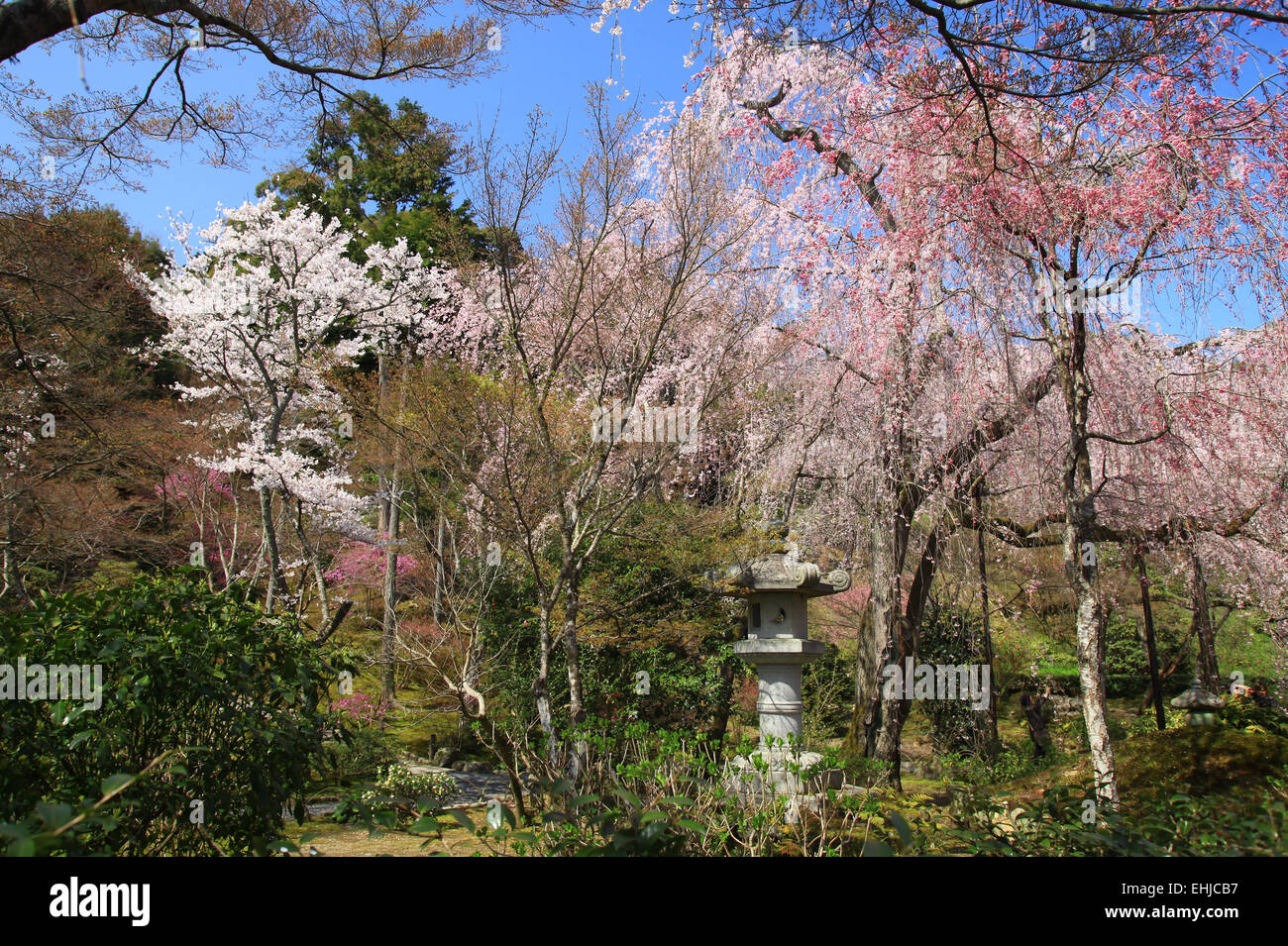 May cherry blossom tree Stock Photo - Alamy