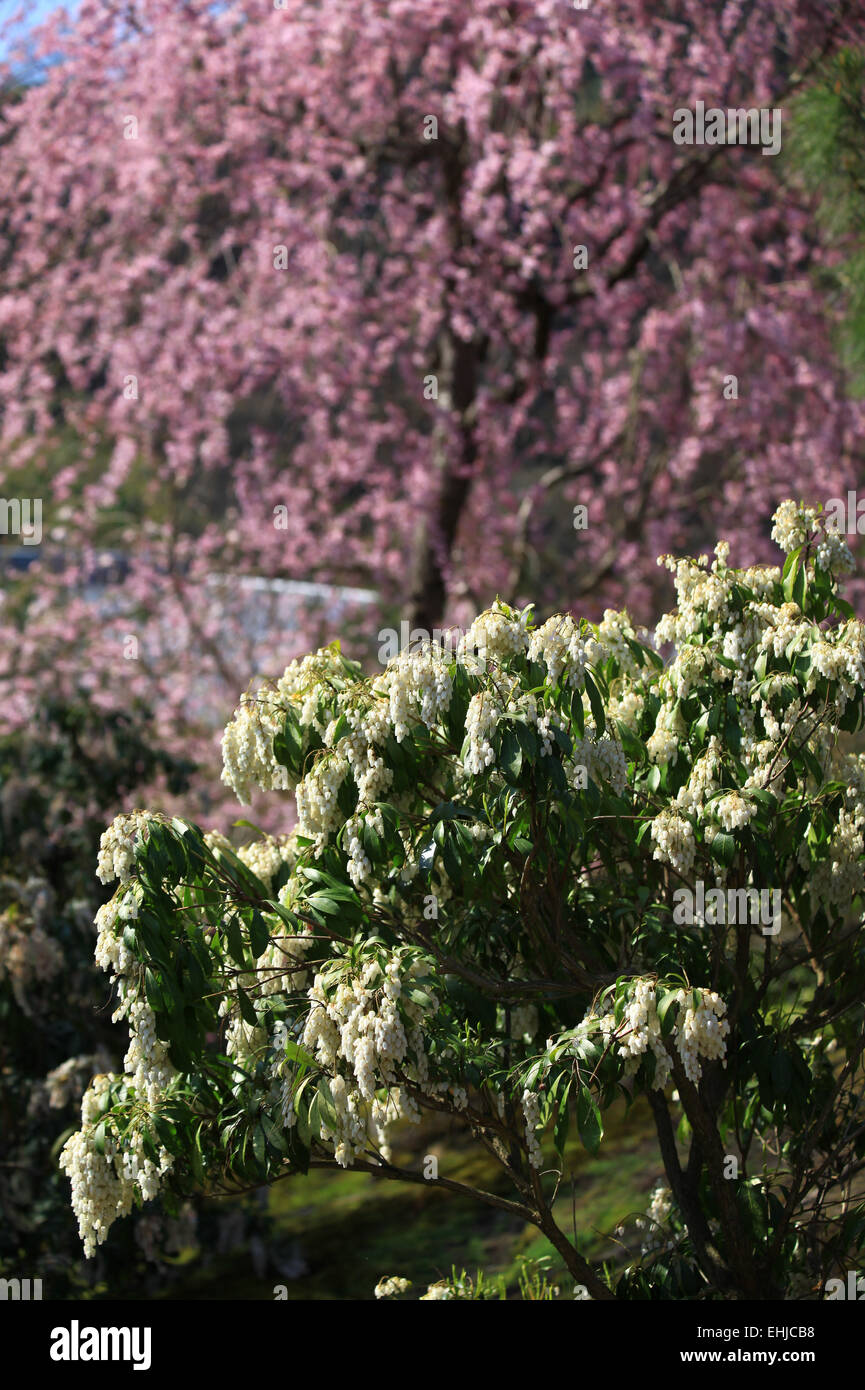 May cherry blossom tree Stock Photo - Alamy