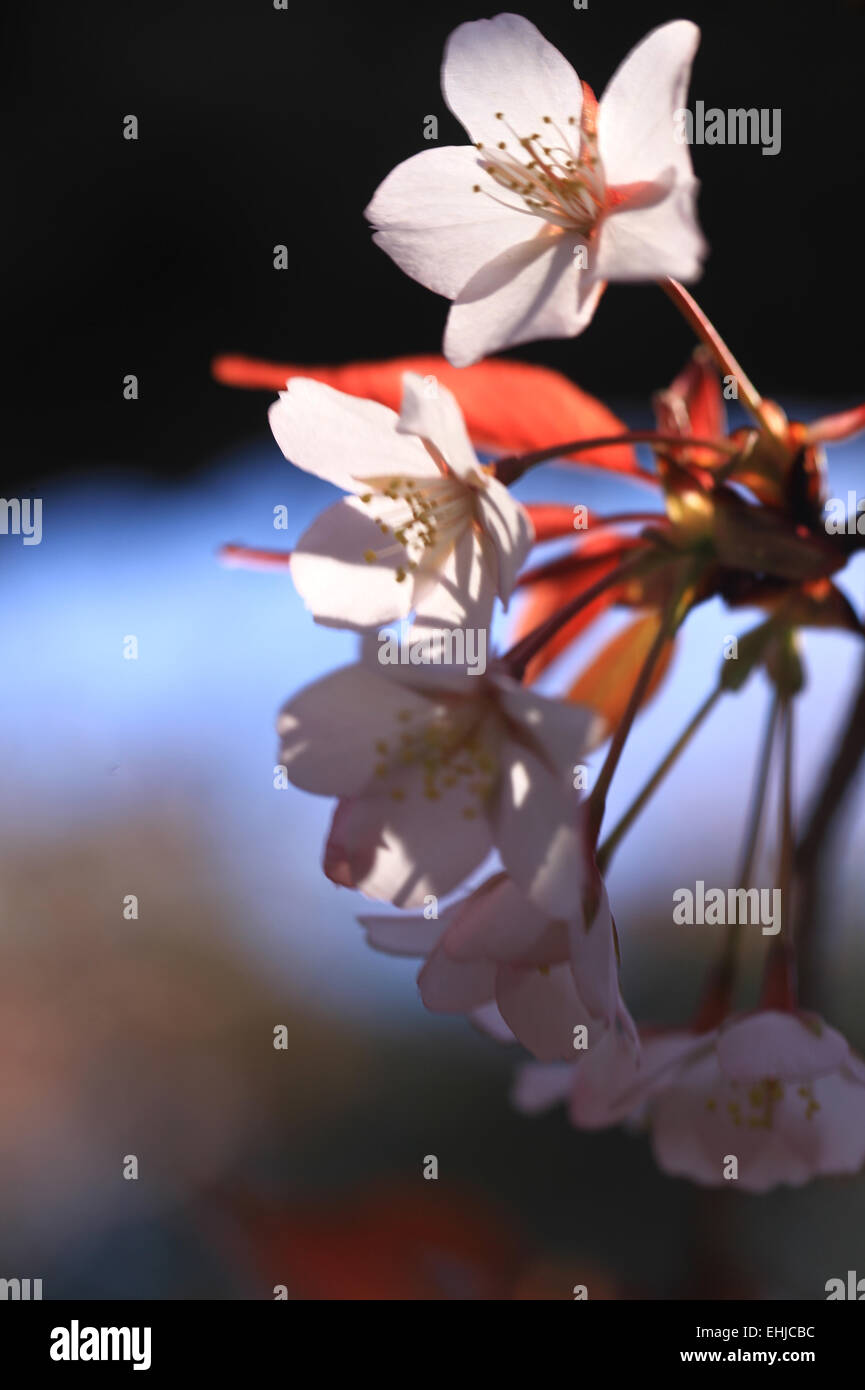 May blossom tree hi-res stock photography and images - Alamy