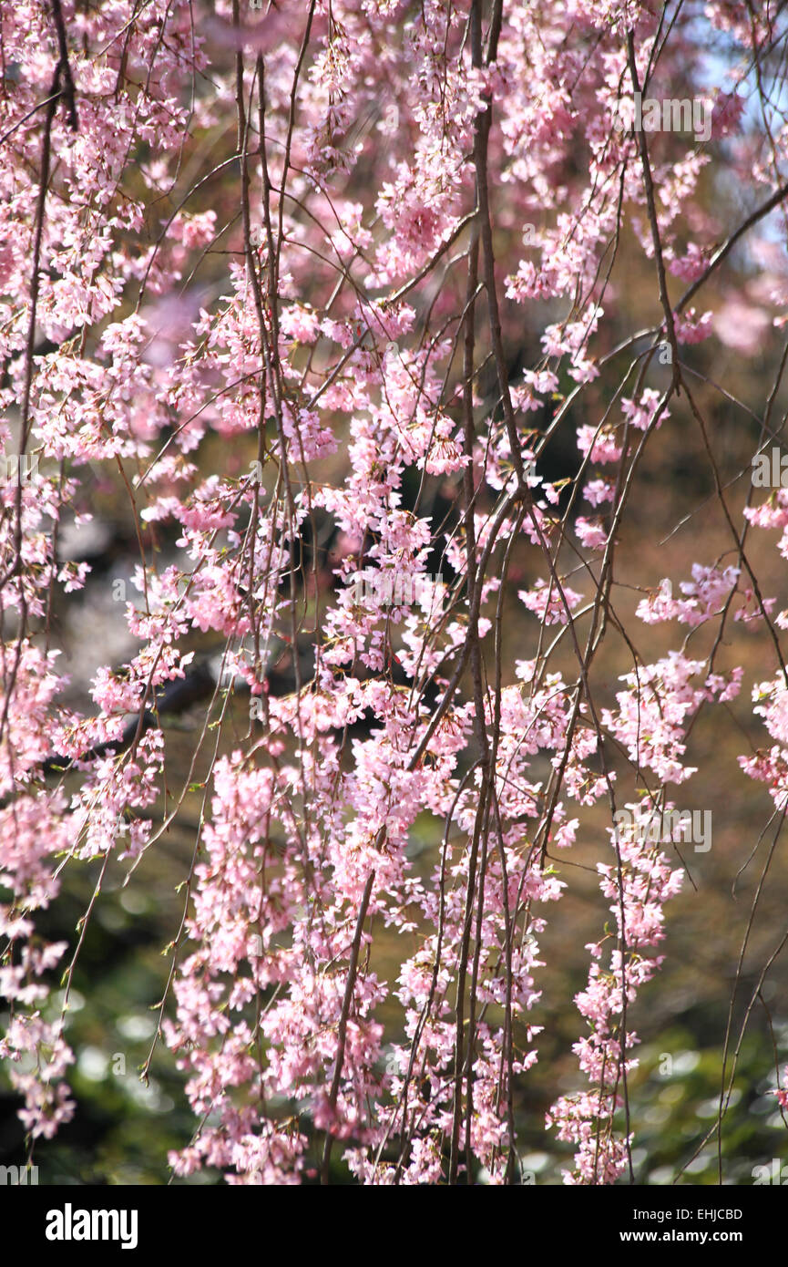 May cherry blossom tree Stock Photo - Alamy
