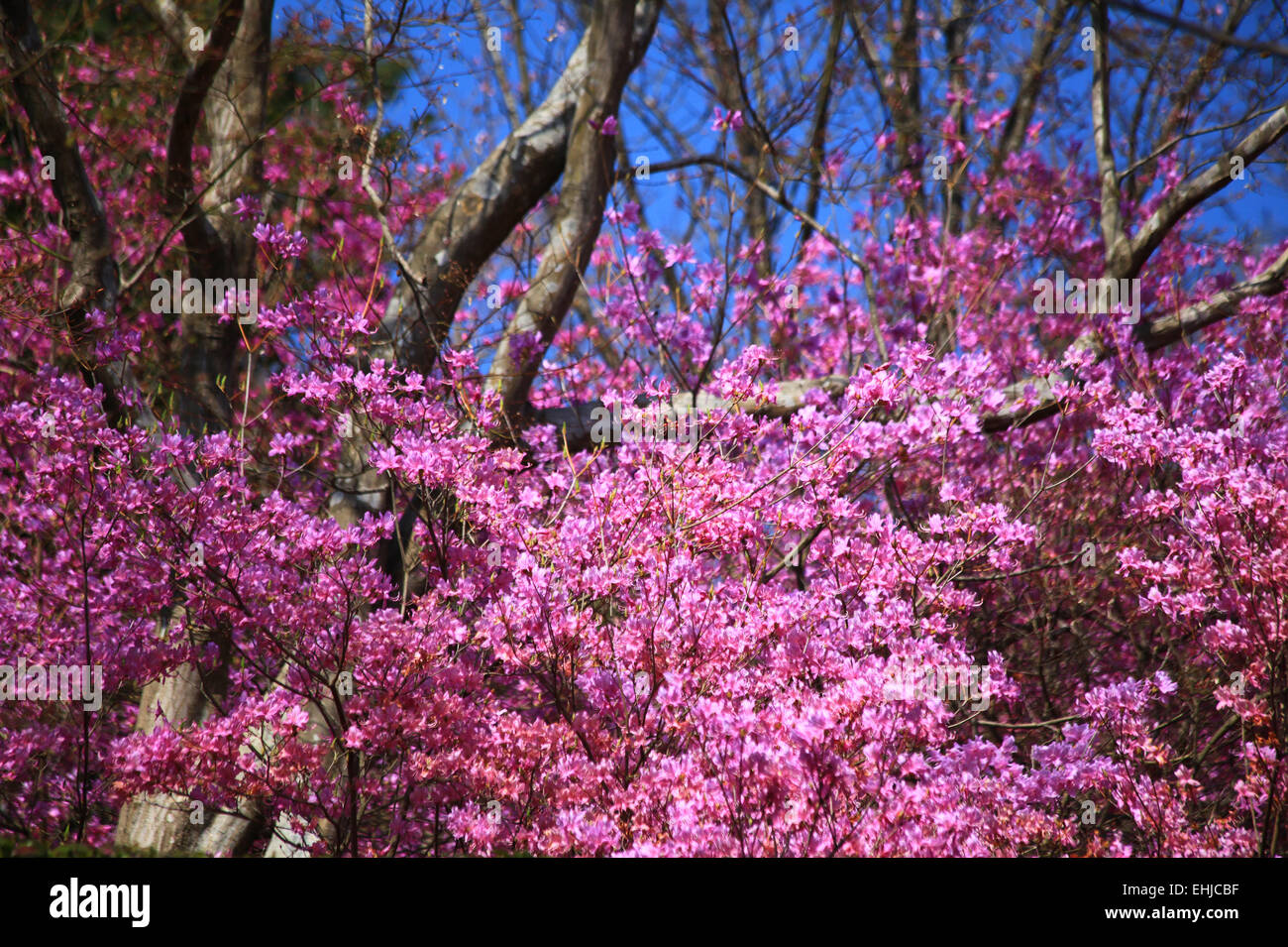 May cherry blossom tree Stock Photo - Alamy