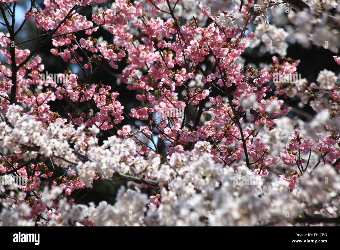 Red cherry blossom tree hi-res stock photography and images - Alamy