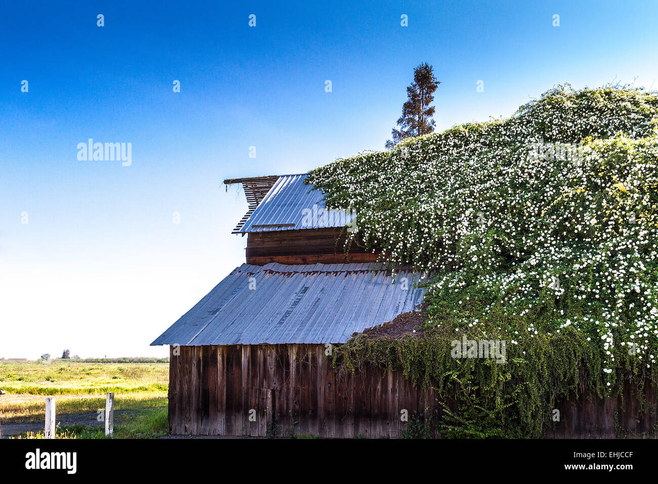 An Old Barn in Modesto California covered by trailing roses Stock Photo ...