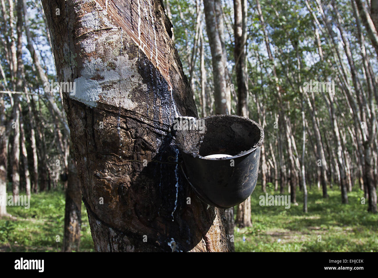 Rubber trees india hi-res stock photography and images - Alamy