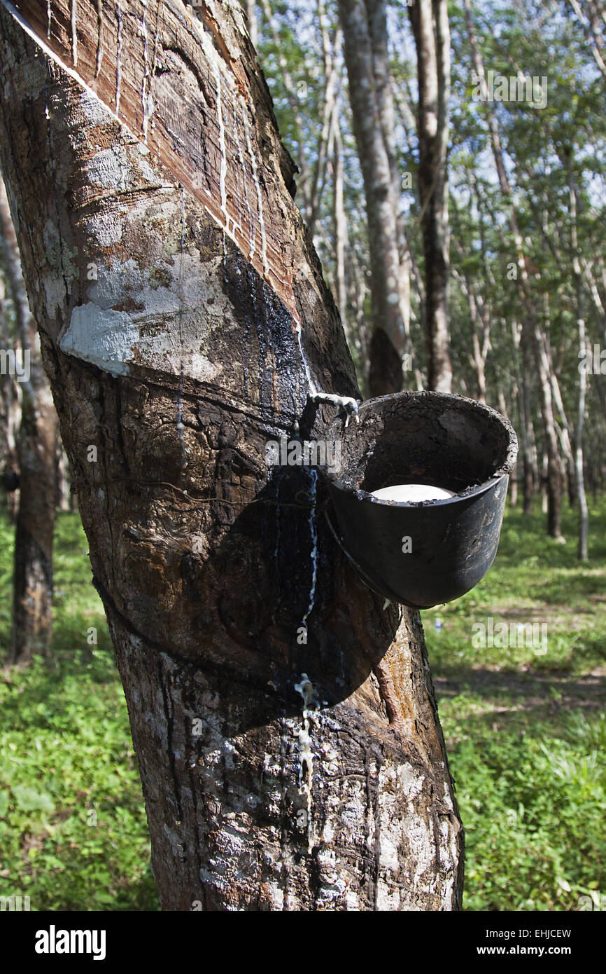 India rubber juice hi-res stock photography and images - Alamy