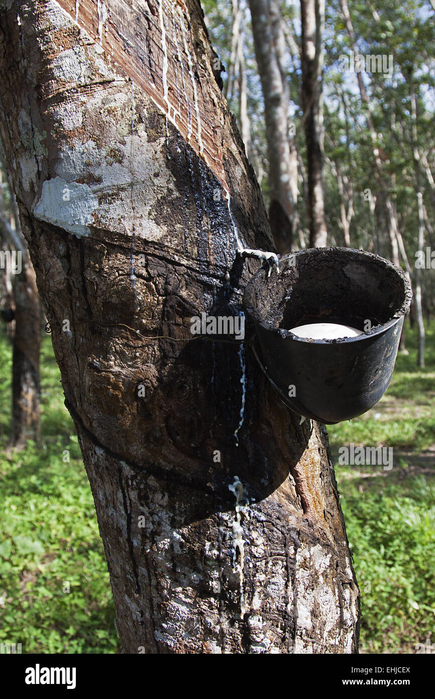 Rubber trees india hi-res stock photography and images - Alamy