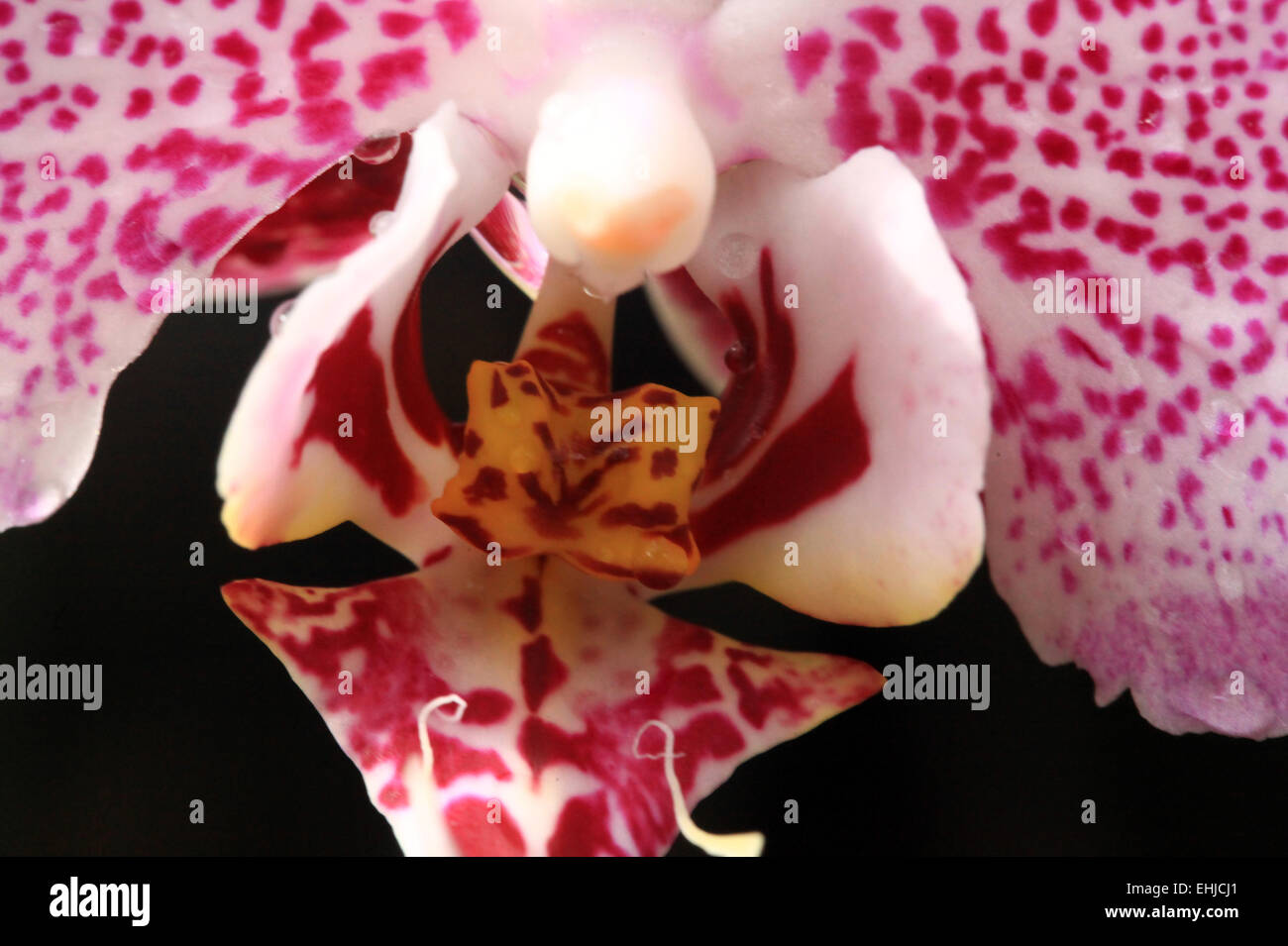 Plants Orchid Close Stock Photo - Alamy