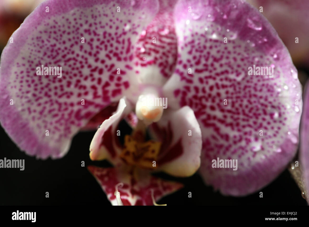 Plants Orchid Close Stock Photo - Alamy