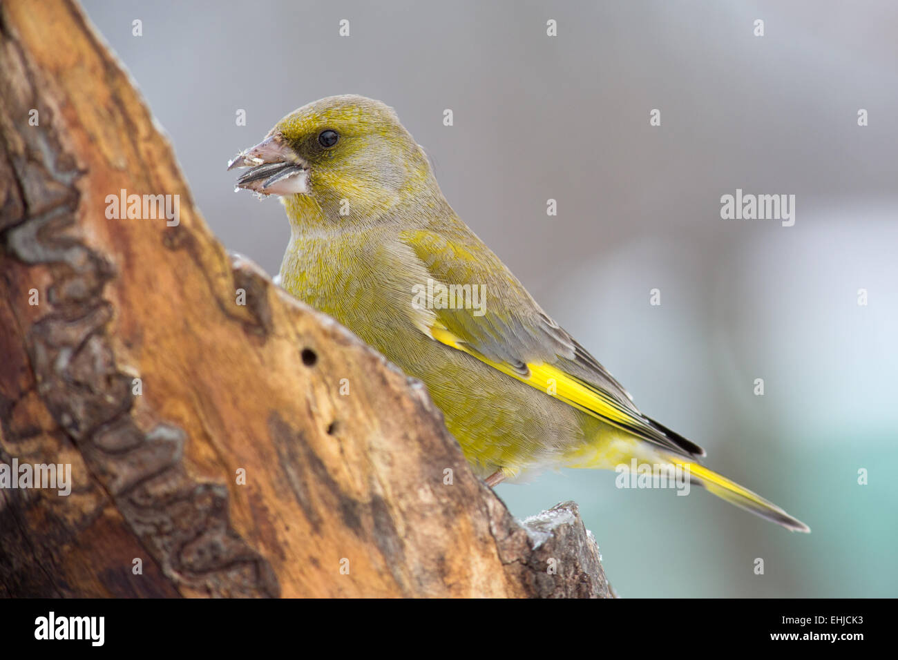 Green finch hi-res stock photography and images - Alamy