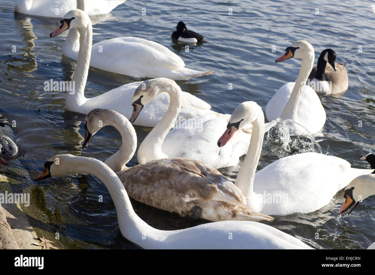 Cygnus genus hi-res stock photography and images - Alamy