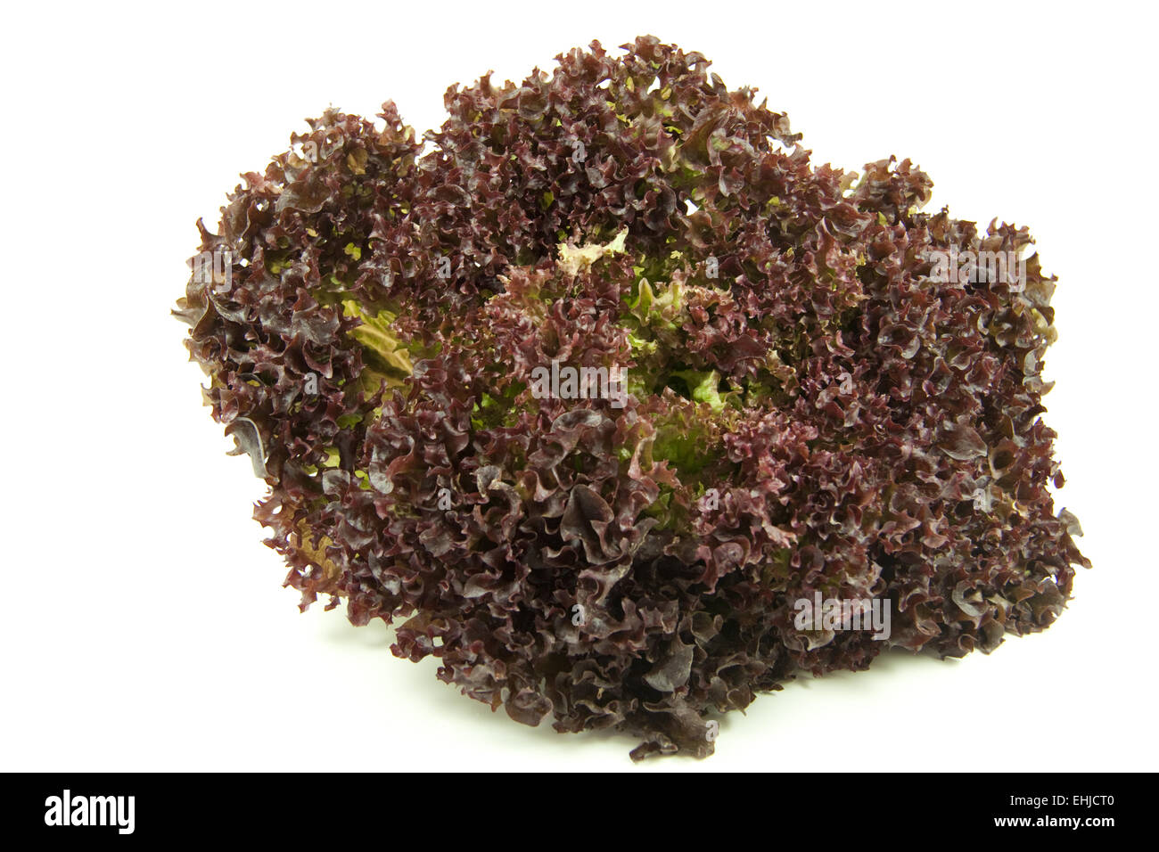 Lollo Rosso salad Stock Photo - Alamy