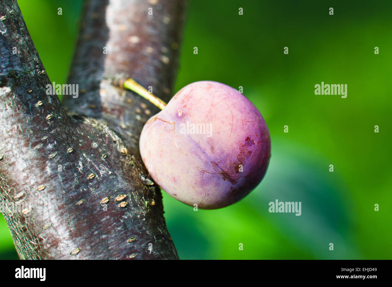 Plum growing on tree hi-res stock photography and images - Alamy