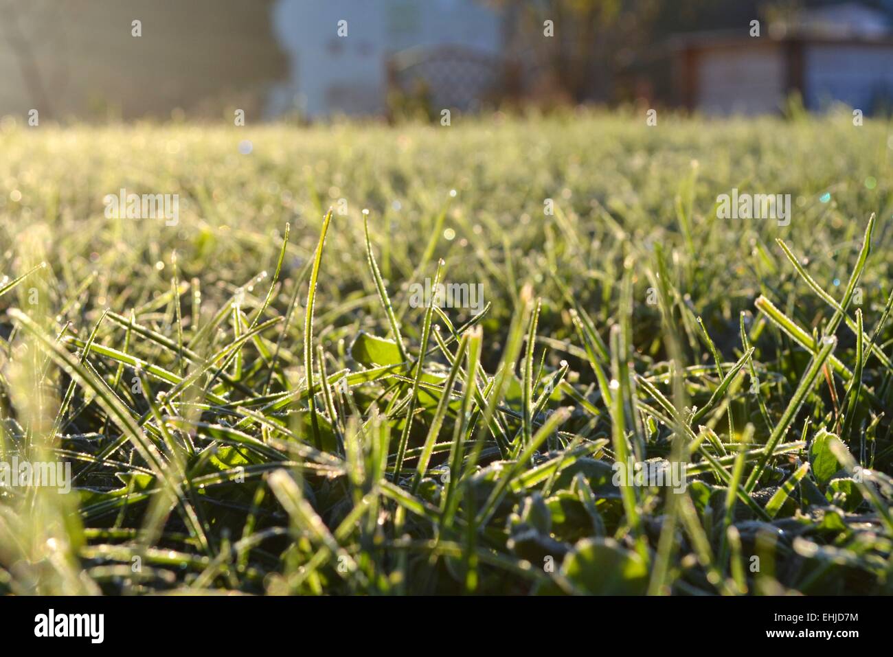 Grass winter hi-res stock photography and images - Alamy