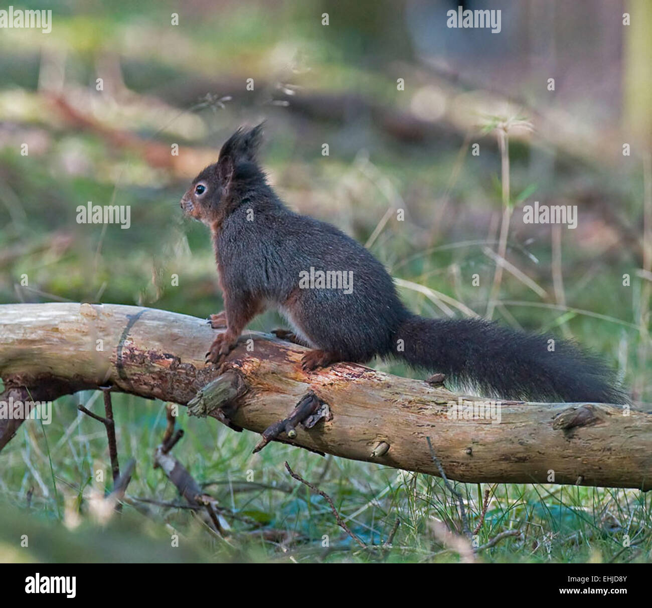 Squirrel Dray High Resolution Stock Photography and Images - Alamy