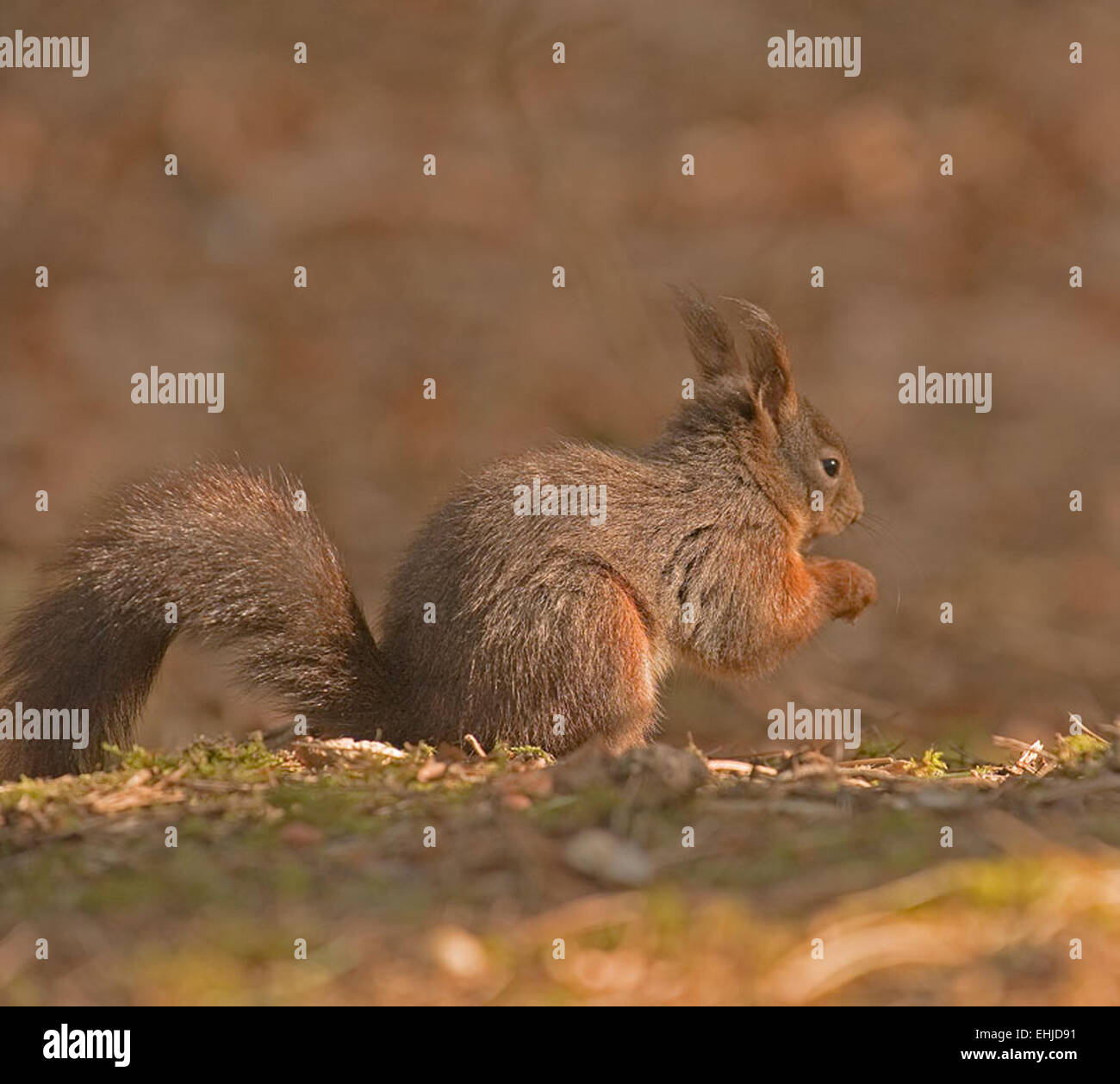 Squirrel dray hi-res stock photography and images - Alamy