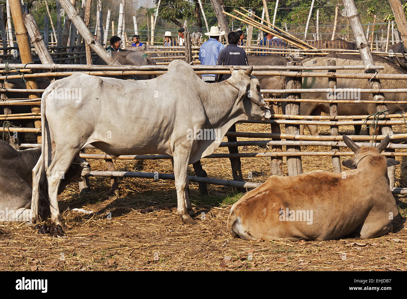 Zebu cattle hump bos hi-res stock photography and images - Alamy