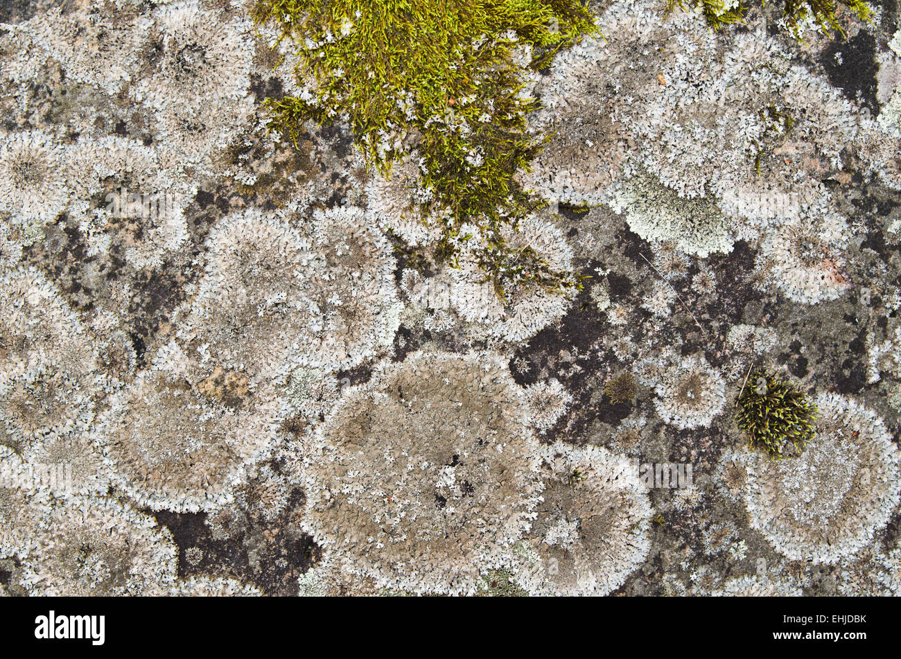 Backdrop of lichen on stone hi-res stock photography and images - Alamy