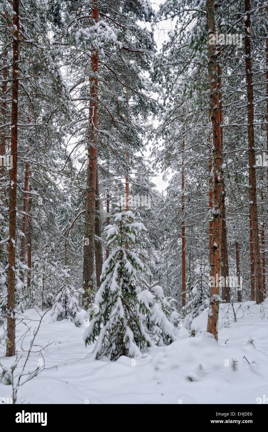 Winter forest landscape Stock Photo - Alamy