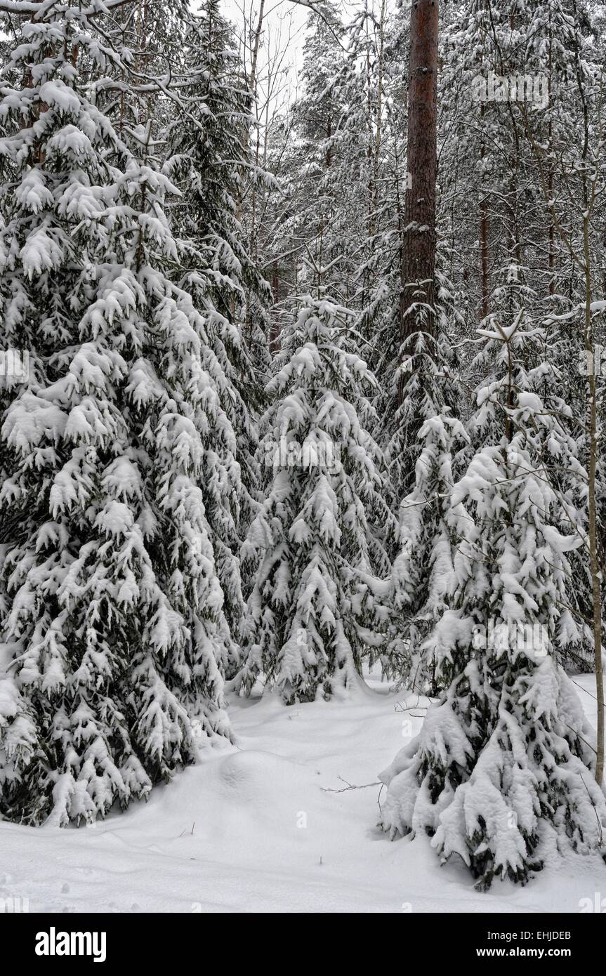 Winter forest landscape Stock Photo - Alamy