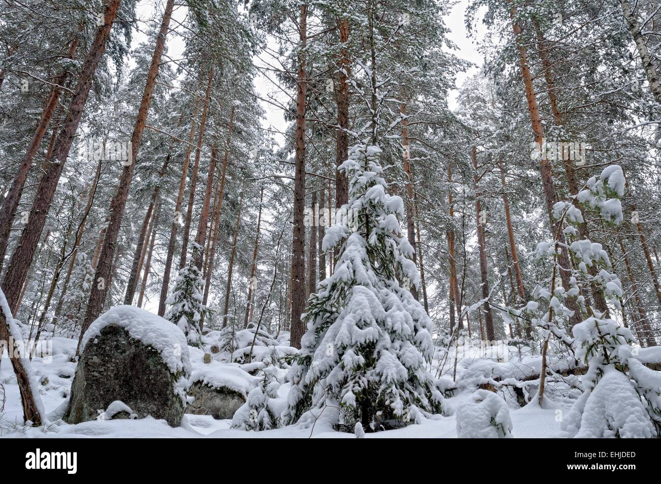 Winter forest landscape Stock Photo - Alamy