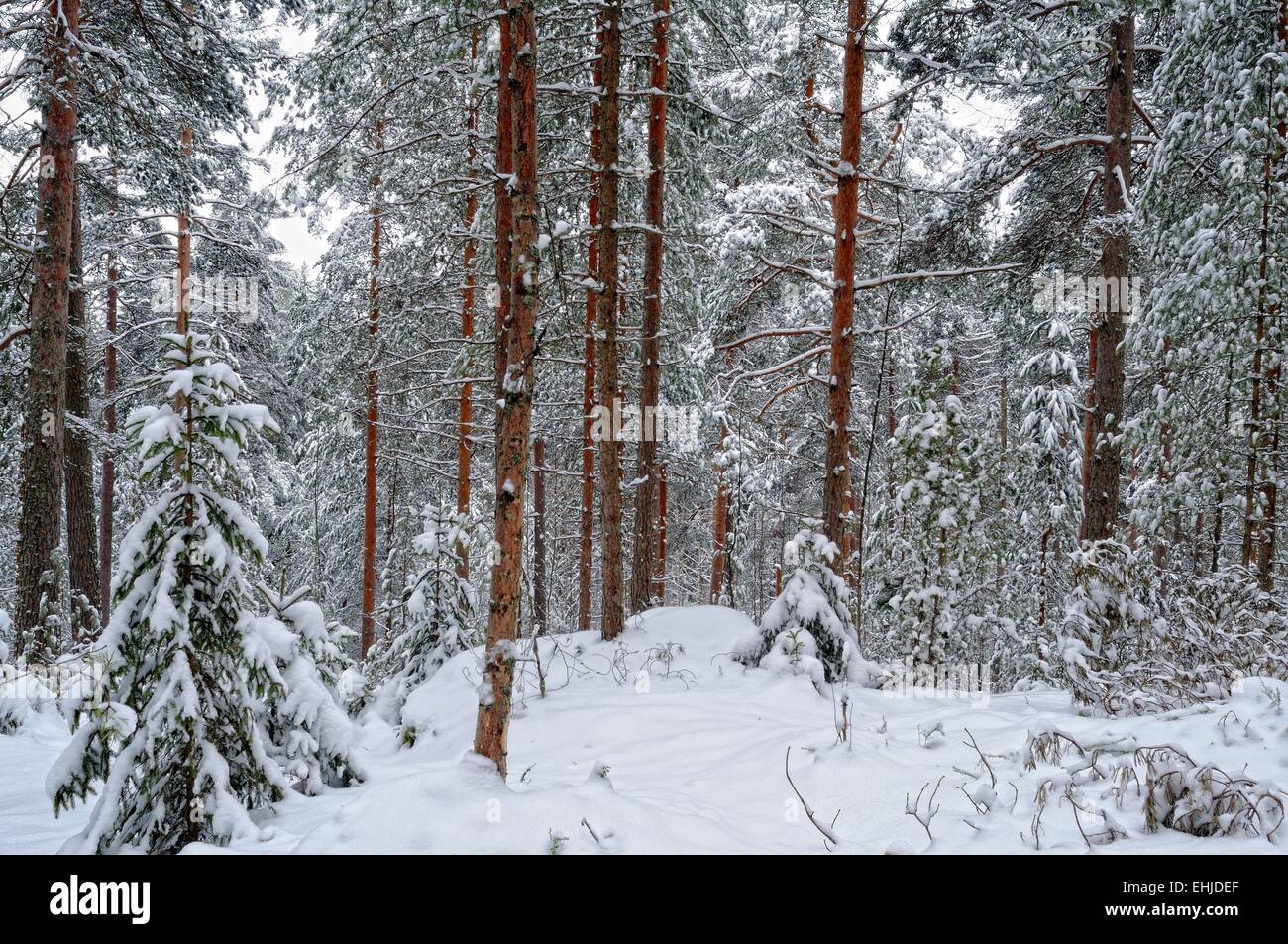 Winter forest landscape Stock Photo - Alamy