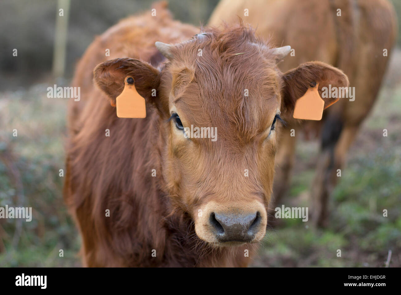 Portrait of a calf Stock Photo - Alamy
