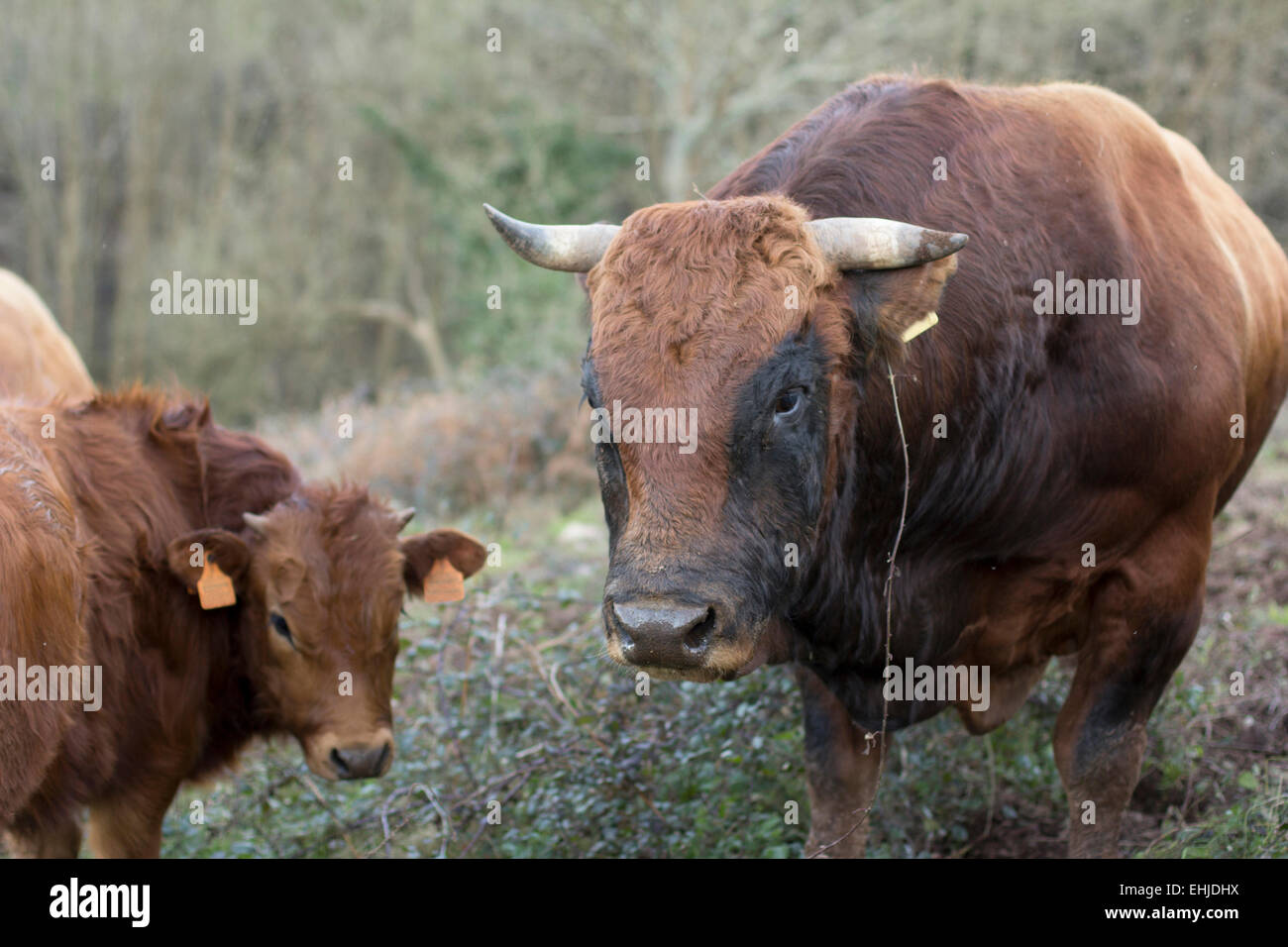 Bull family hi-res stock photography and images - Alamy