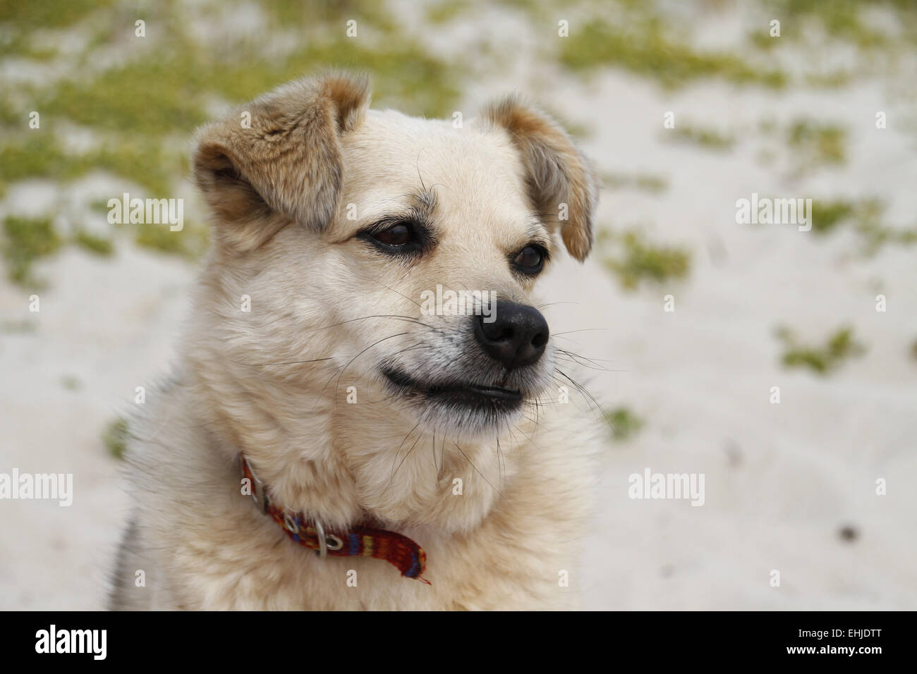 Hell dog hi-res stock photography and images - Alamy