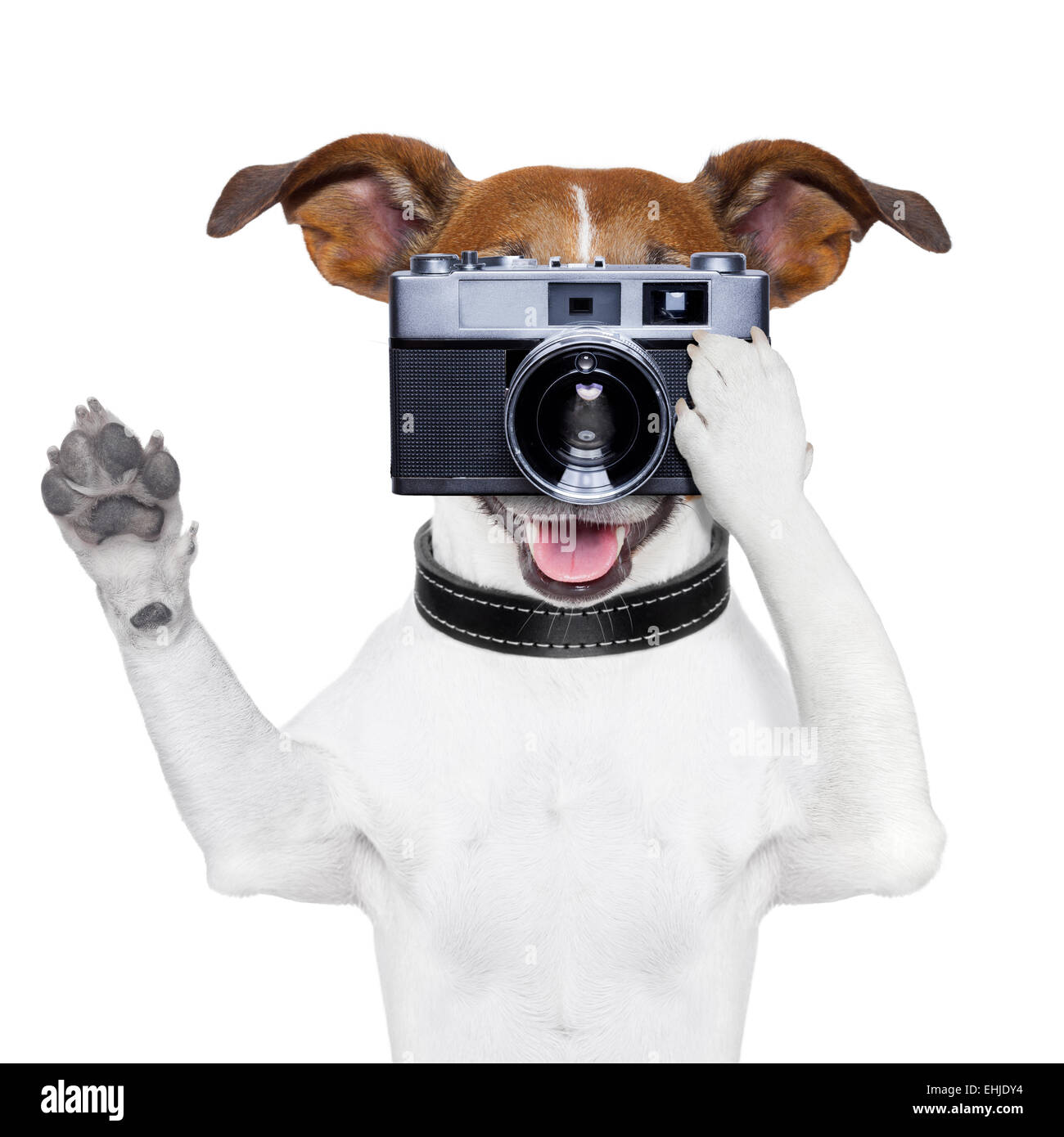 Professional dog photo hi-res stock photography and images - Alamy