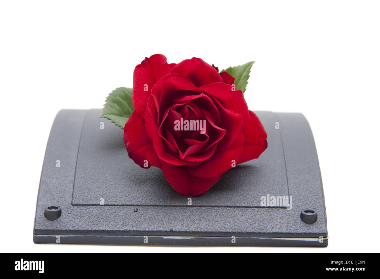 Red rose on stand Stock Photo - Alamy