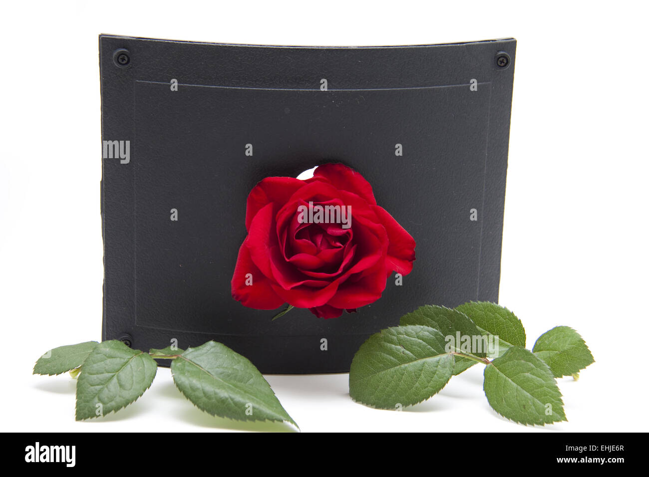 Red rose with stand Stock Photo - Alamy