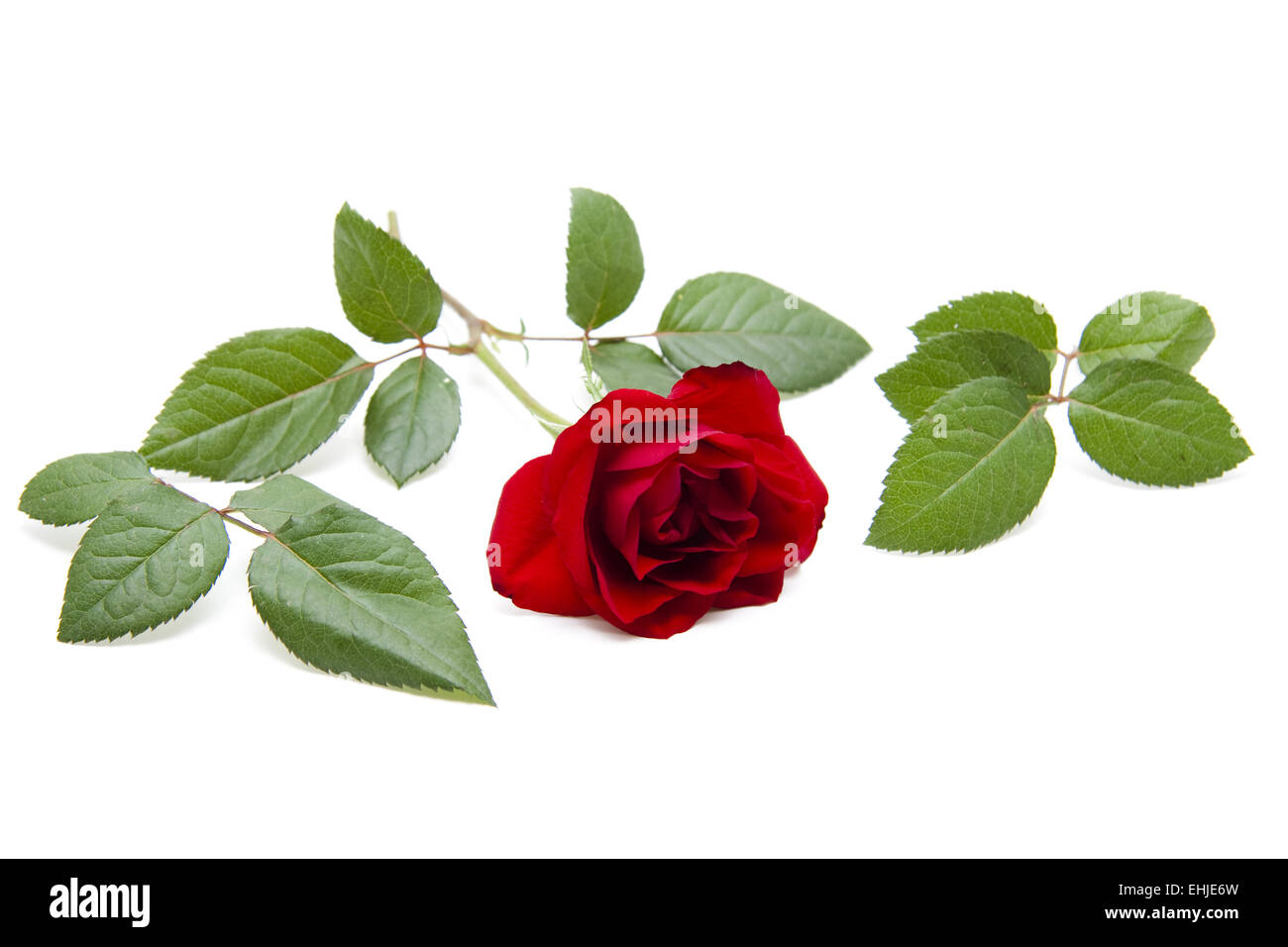 Red roses with branch Stock Photo - Alamy