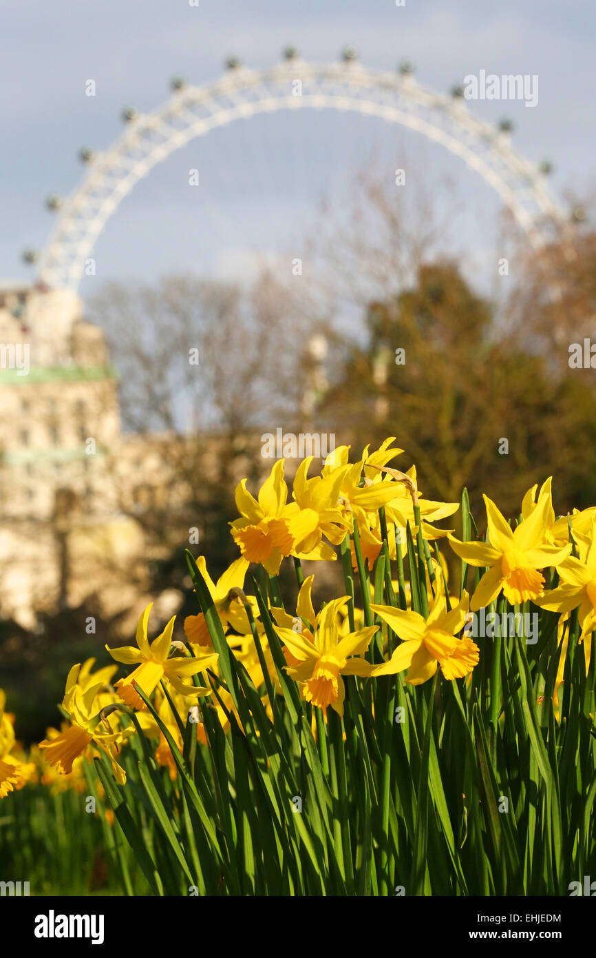 London, UK. 14th March 2015. Daffodils blooming in Spring in St. James ...