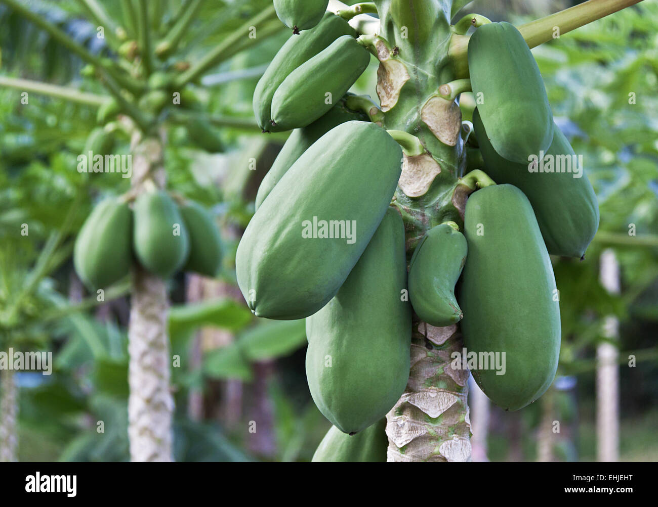 Papaya plantage hi-res stock photography and images - Alamy