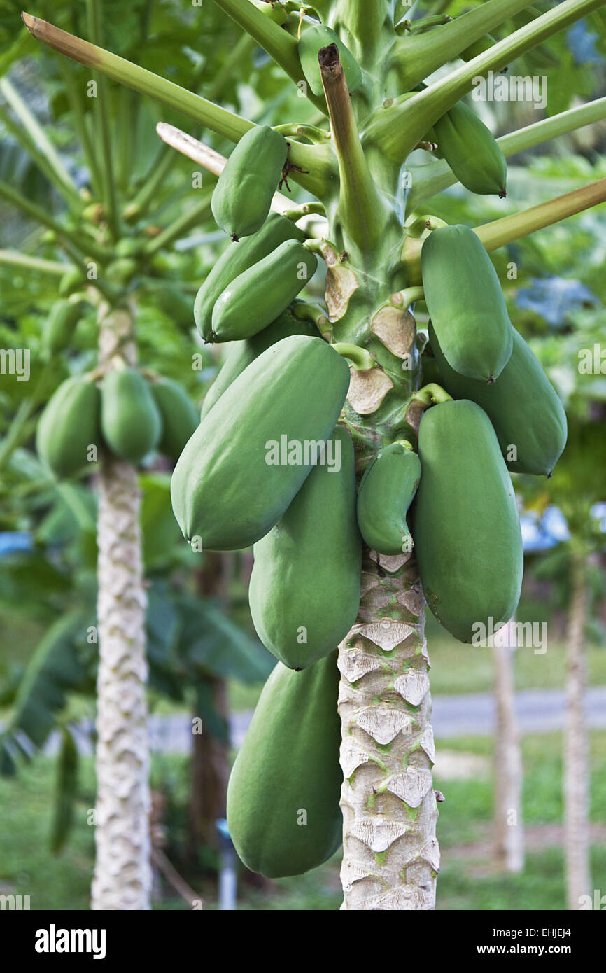 Melonenbaum papayabaum hi-res stock photography and images - Alamy